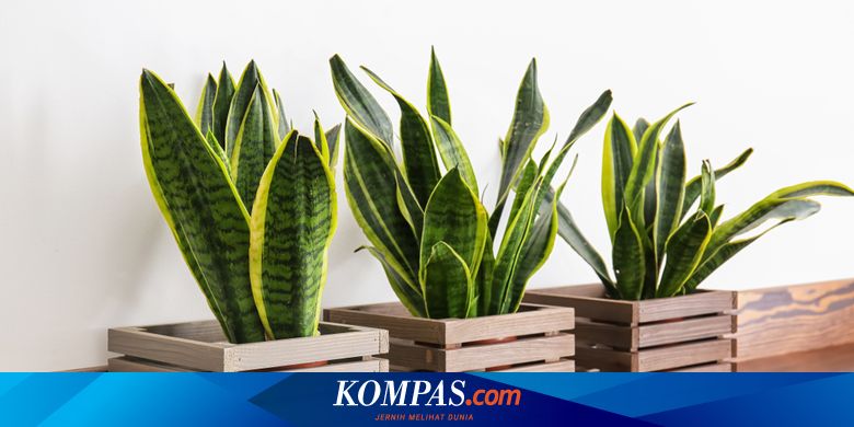 11 Tanaman Hias Ini Tetap Hidup meski Disiram Sebulan Sekali