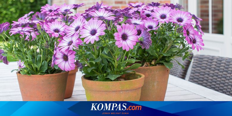 6 Tanaman Bunga yang Dapat Ditanam di Pot