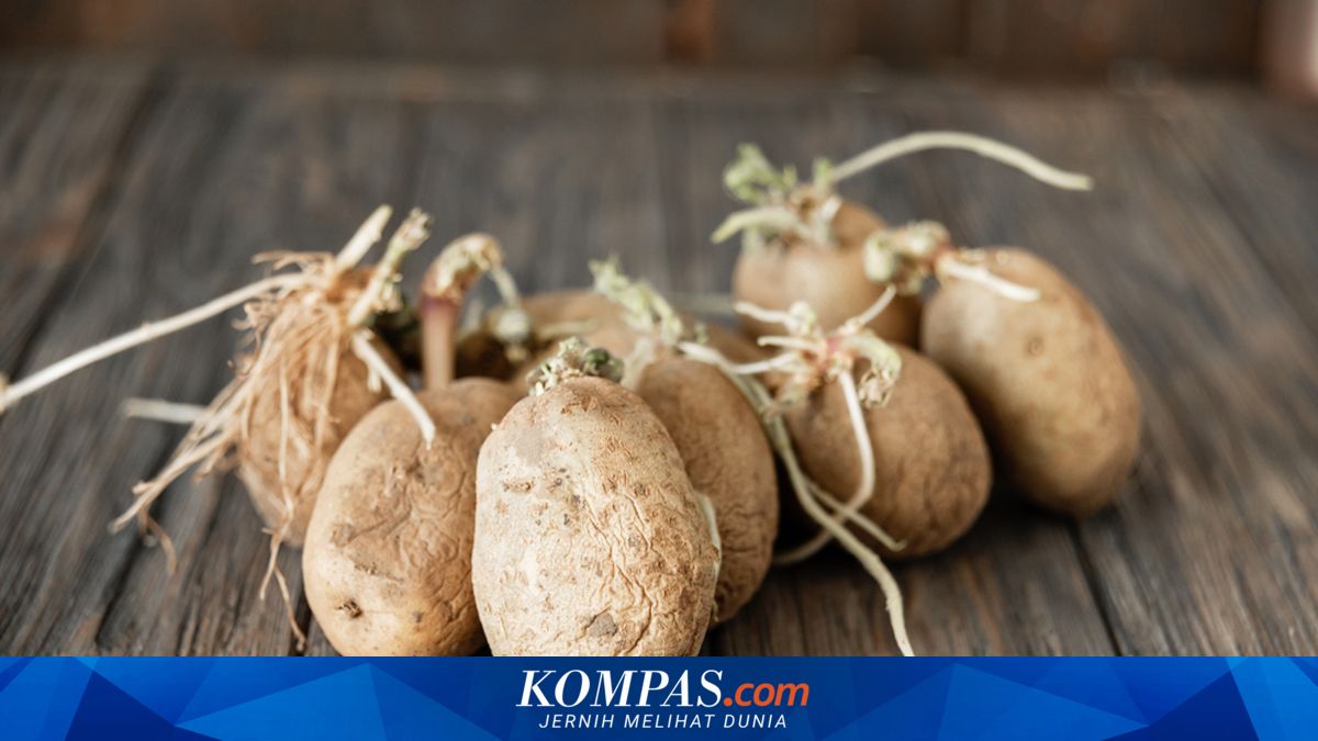 Jangan Makan Kentang Seperti Ini, Awas Beracun dan Berbahaya