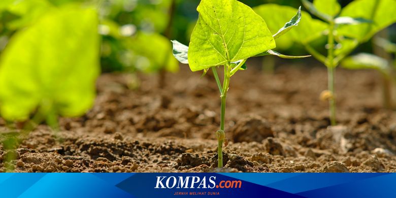 Mengenal Unsur Hara Makro dan Mikro, Berikut Jenis dan Fungsinya