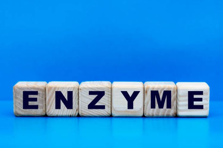 Foto : Apa Itu Enzim? Berikut Pengertian, Fungsi, dan Contohnya Halaman 3
