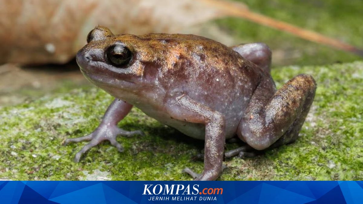 Tiga Spesies Baru Katak dan Tokek Ditemukan di Pulau Terpencil Australia