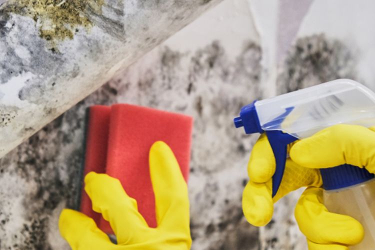 6 Penyebab Jamur Muncul di Rumah dan Cara Mengatasinya