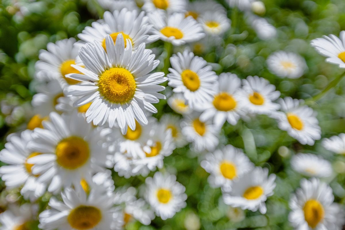 Cara Menanam dan Merawat Bunga Chamomile di Rumah