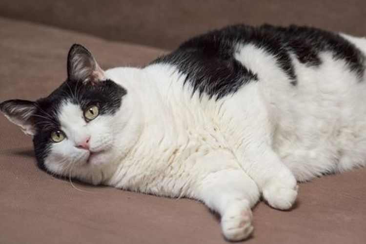 Ragam Penyebab Kucing Obesitas dan Cara Menurunkan Berat Badan