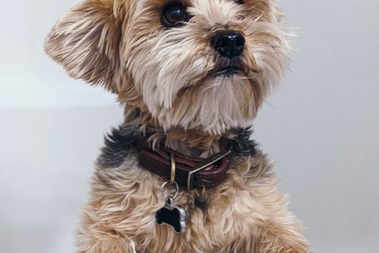 7 Fakta Menarik Anjing Yorkshire Terrier, Si Kecil yang Berani