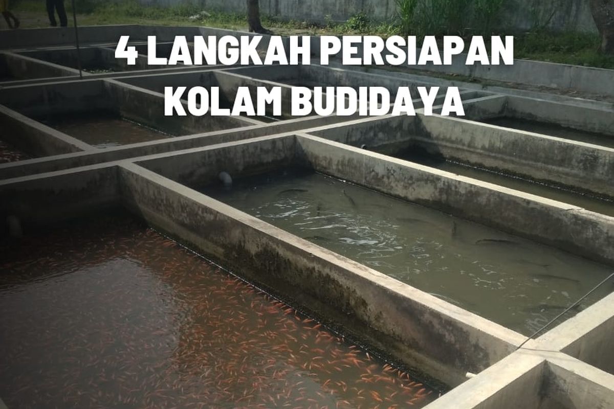 4 Langkah Persiapan Kolam Budidaya Ikan