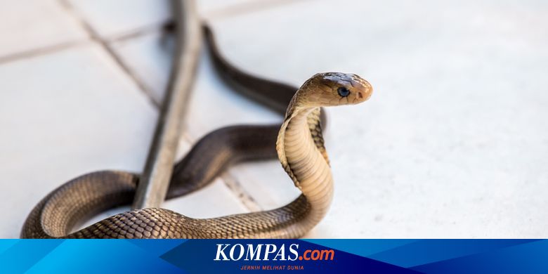 Bagaimana Cara Ular Berkembang Biak?