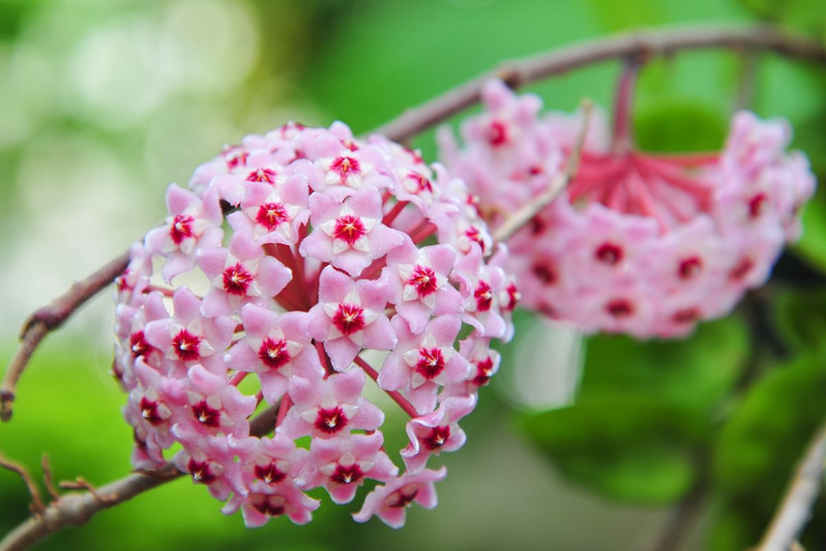 5 Tanaman Sukulen Berbunga yang Cantik dan Menawan