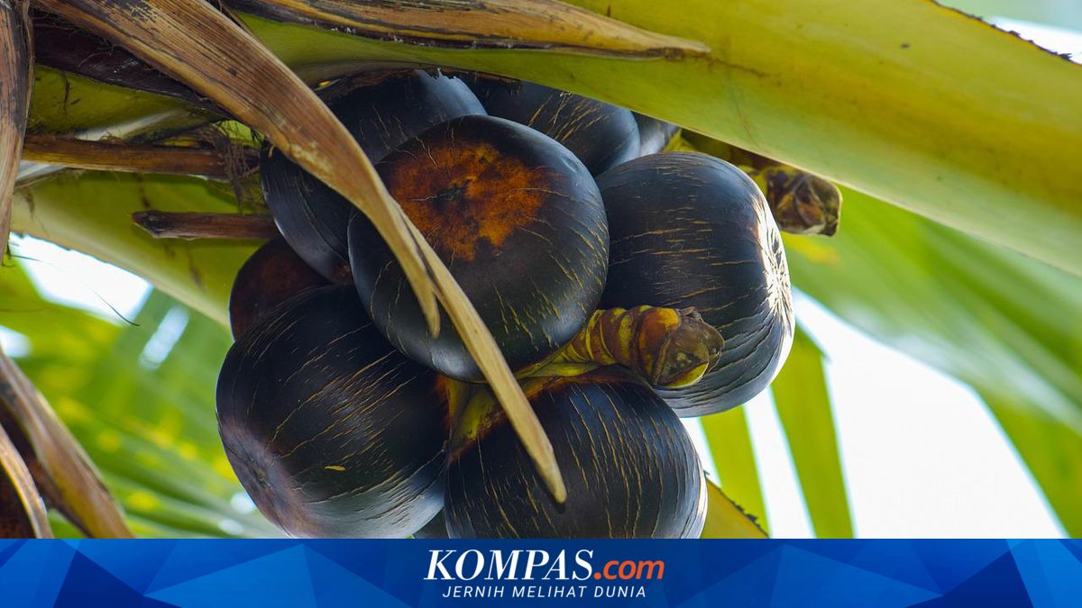4 Penyakit yang Bisa Diatasi dengan Buah Siwalan, Apa Saja?