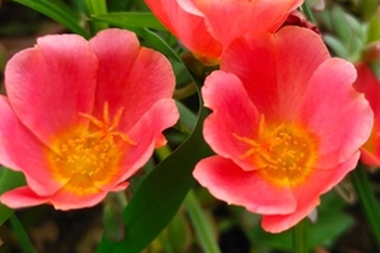 Cara Menanam Bunga Pukul Sembilan dengan Mudah