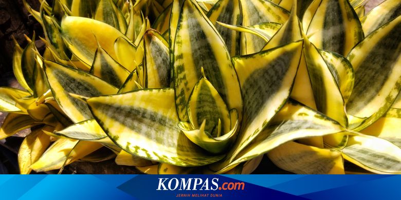 7 Jenis Lidah Mertua Mini yang Wajib Dimiliki untuk Hiasan Meja