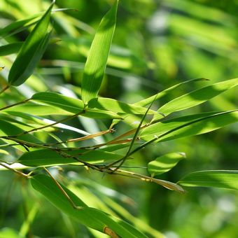 Cara Membuat Media Tanam dengan Daun Bambu
