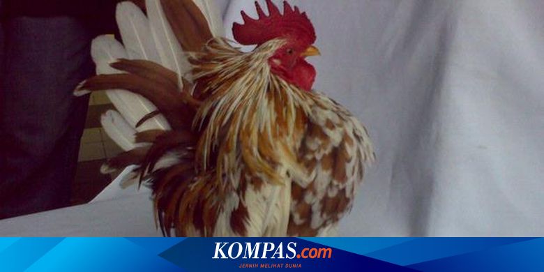 cara melatih ayam serama kontes