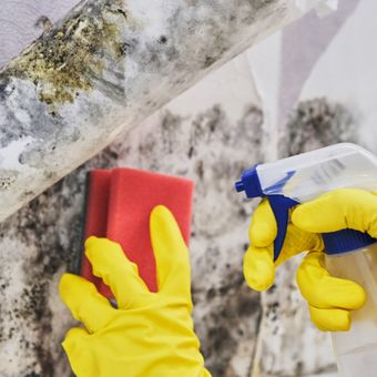 6 Penyebab Jamur Muncul di Rumah dan Cara Mengatasinya
