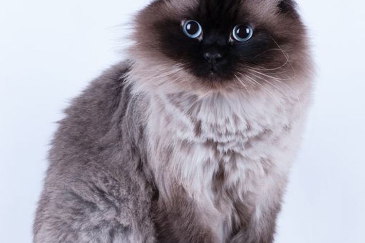 Mengenal Kucing Himalaya, dari Karakteristik, Sejarah, dan Perawatan