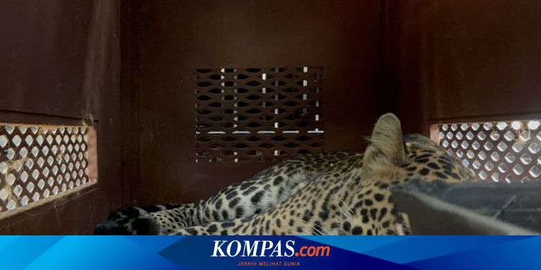 Macan Tutul Masuk Hotel Bandung, Pakar IPB Ungkap Pentingnya Konservasi ...
