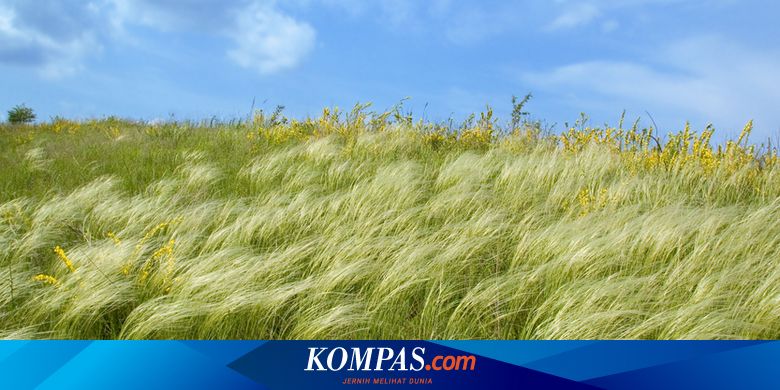 Dari Mana Asal Angin dan Bagaimana Angin Bertiup?