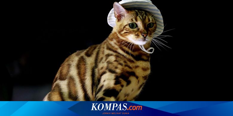 10 Ras Kucing Paling Mahal di Dunia, dari Savannah sampai Siberian
