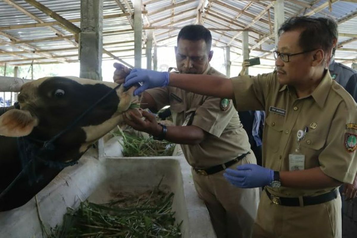5 Ekor Sapi di Solo Ditemukan Terpapar Penyakit