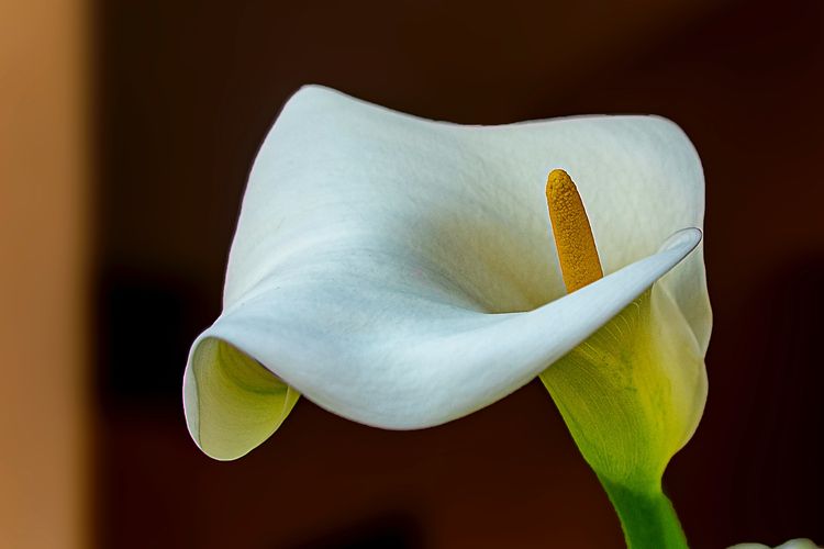 Cara Menanam Bunga Calla Lily di Taman agar Tumbuh Mekar