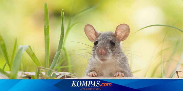 4 Cara Mengusir Tikus dari Halaman Rumah Tanpa Pakai Perangkap