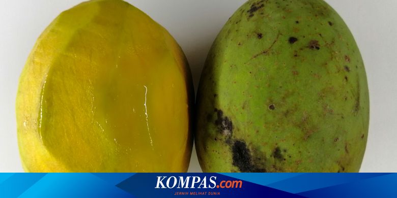 3 Beda Mangga dan Kuweni, dari Bentuk hingga Aroma