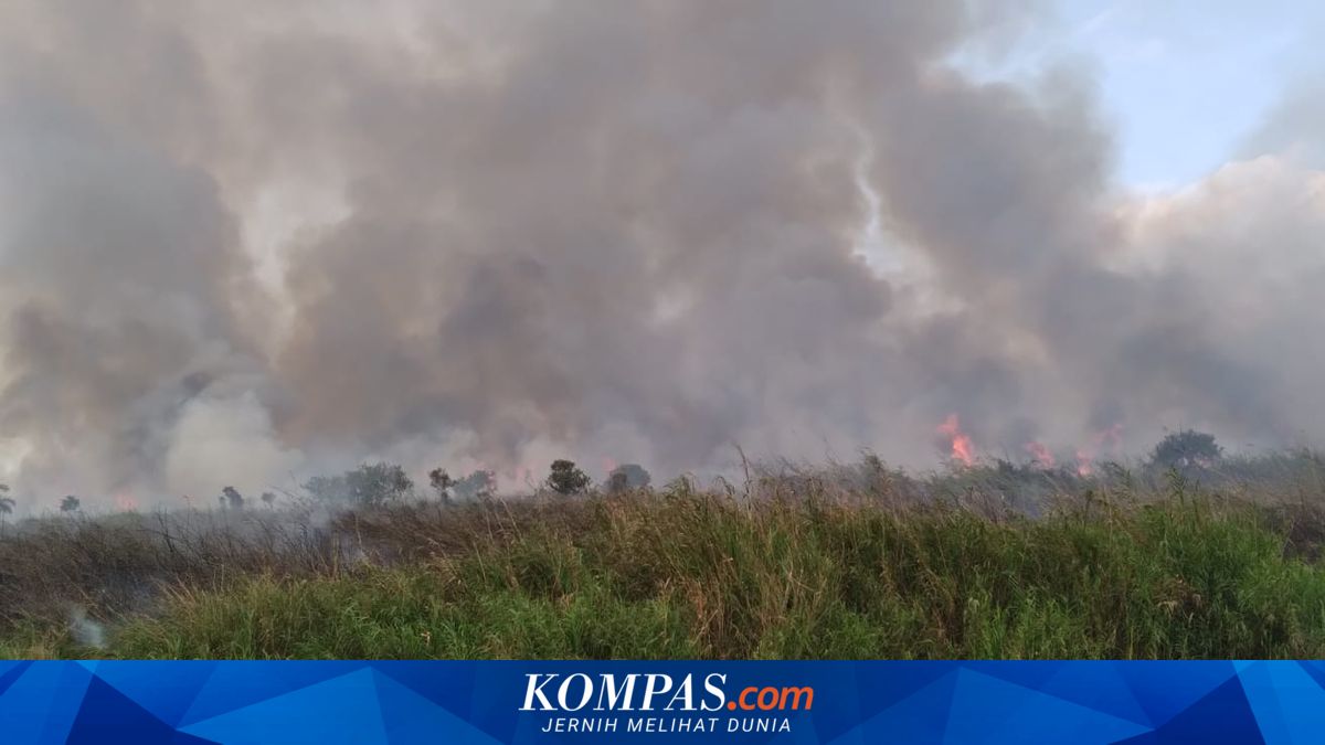 6 Hektare Lahan Konsesi PT SKM di Ketapang Terbakar, Gakkum KLHK ...