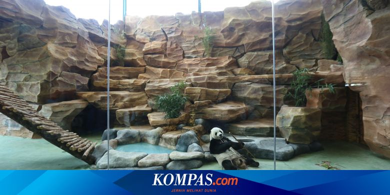 Sebelum Lihat Langsung, Ini 5 Fakta Tentang Panda yang Wajib Diketahui