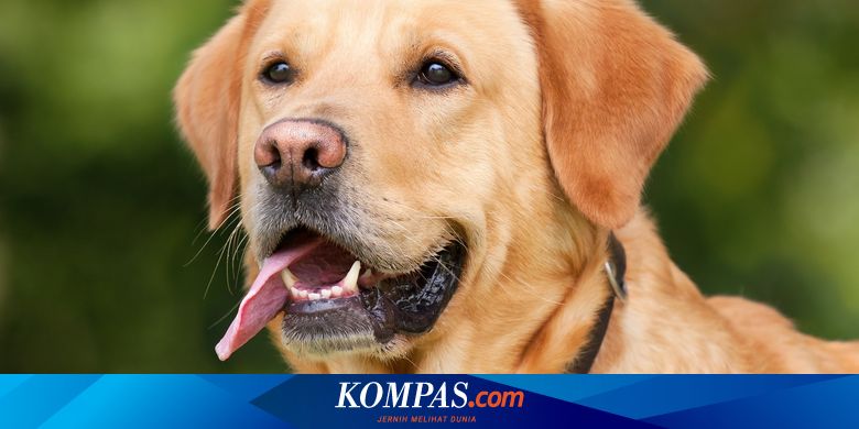 6 Fakta Unik Anjing Labrador Retriever yang Lincah dan Serbaguna