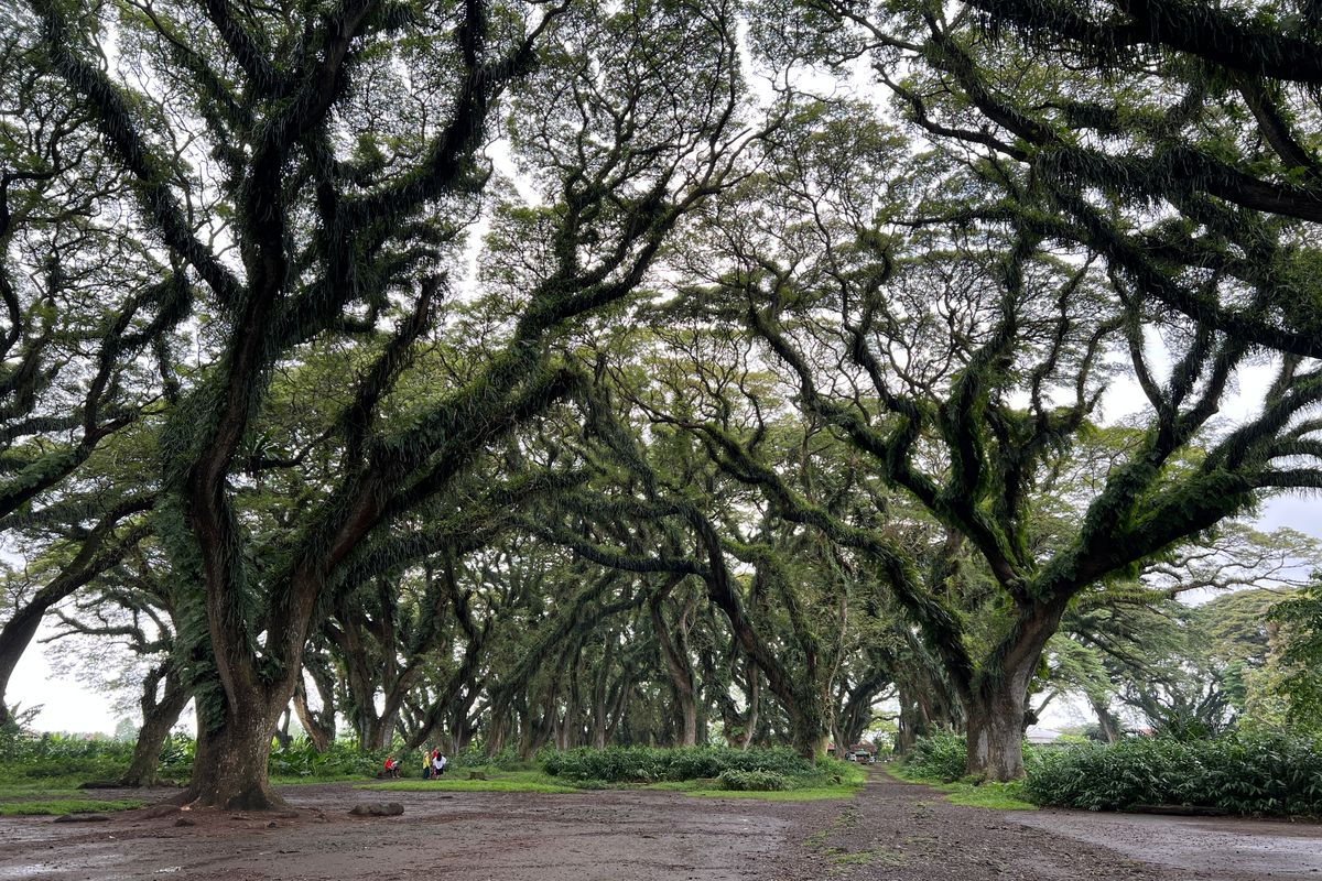 Cara ke Wisata De Djawatan Forest di Banyuwangi Naik Kendaraan Umum