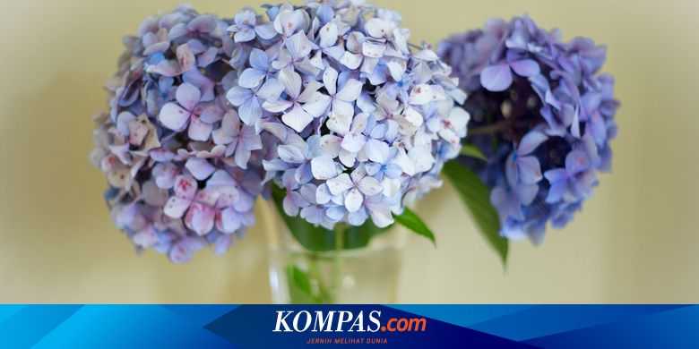 Cara Menyegarkan Bunga Hydrangea yang Layu