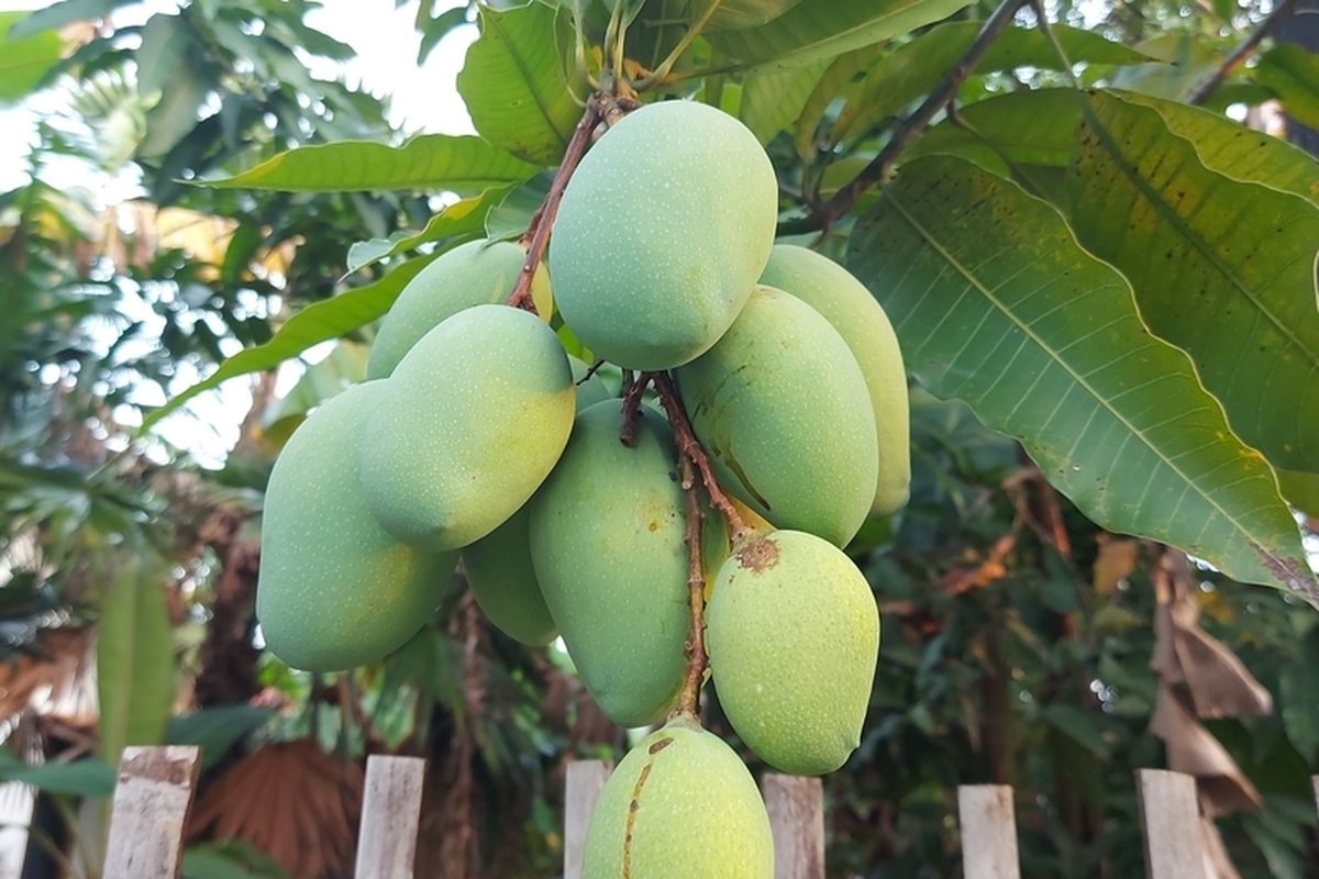 Cara Menanam Mangga dari Biji