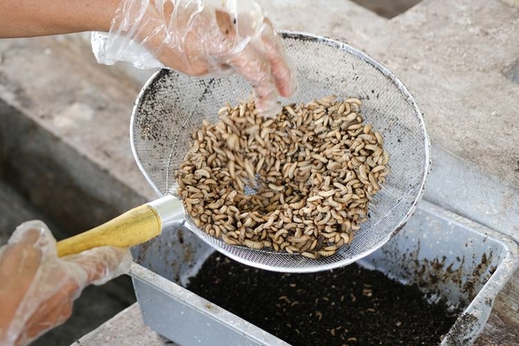 Cara Budidaya Maggot, Pakan Ikan Berkualitas dan Terjangkau
