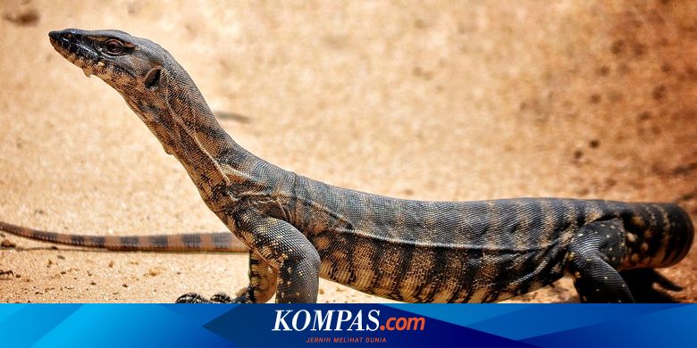 Apa yang Harus Dilakukan Saat Biawak Masuk ke Rumah?