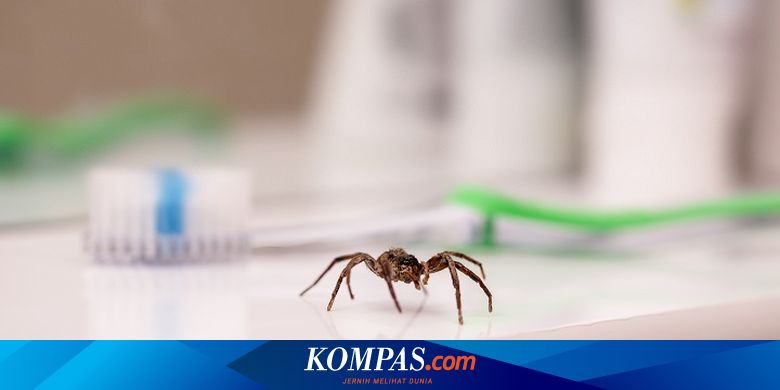 10 Fakta Menarik tentang Laba-laba