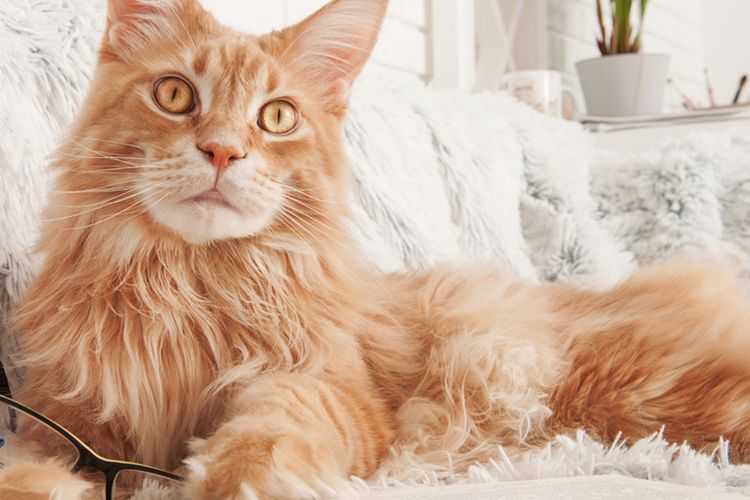 10 Ras Kucing yang Paling Ramah, Maine Coon hingga Persia