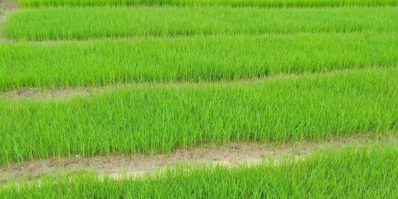 Cara Menyemai Padi Sistem Dapog agar Hasilkan Bibit Berkualitas