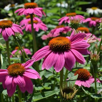 5 Tanaman Hias Tahan Panas, Bisa Ditanam di Halaman Rumah