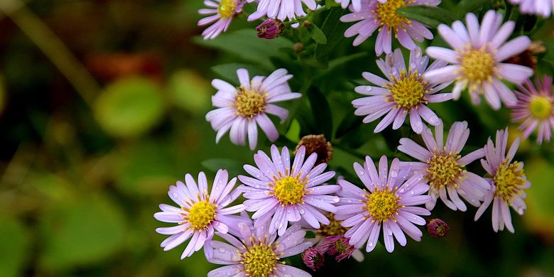 Simak, Begini Cara Menanam Bunga Aster