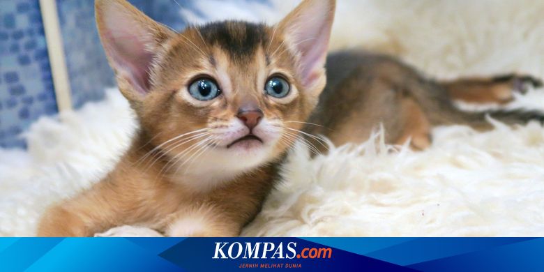 10 Jenis Kucing Lucu Berukuran Kecil, Cocok Jadi Sahabat Keluarga