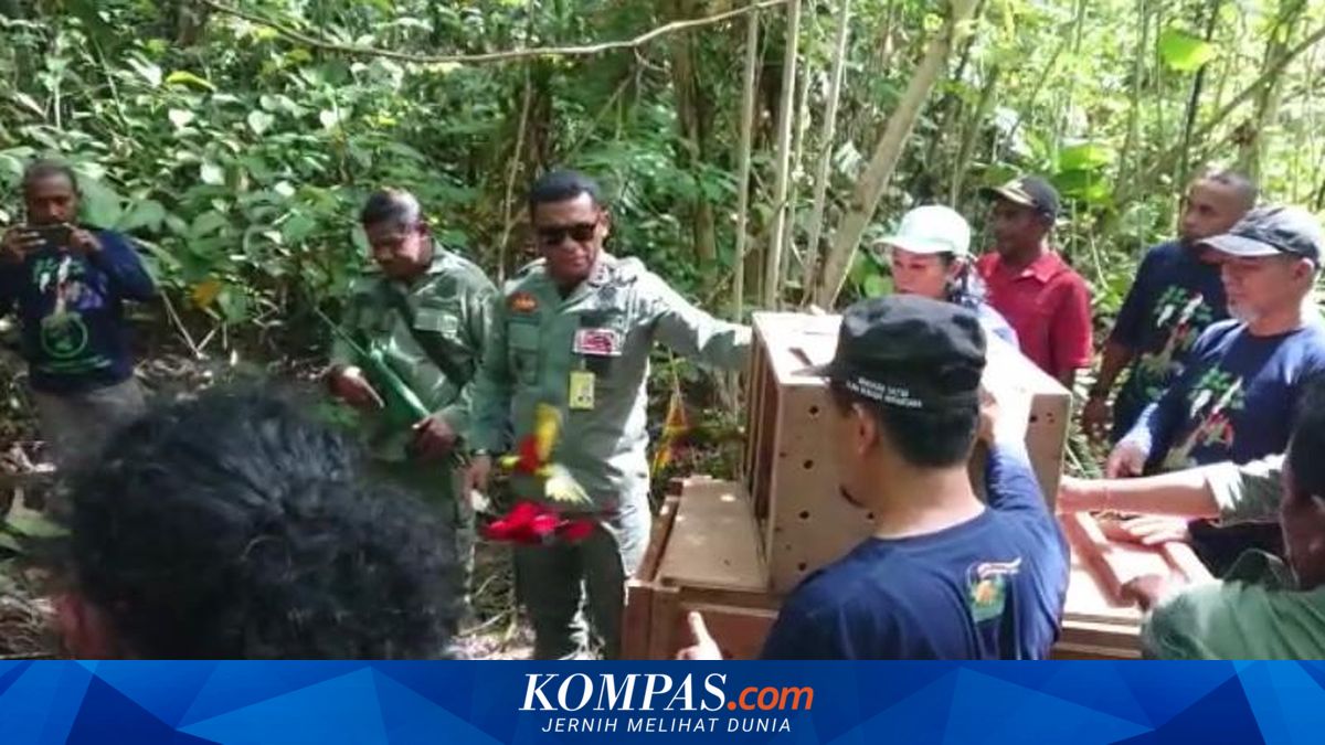 Puluhan Satwa Liar Dilepaskan ke Habitatnya di Pulau Seram, Ada Buaya ...