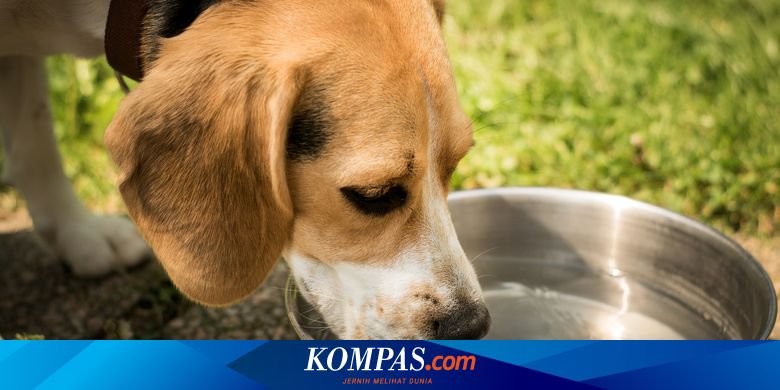 Penyebab dan Bahaya Anjing Minum Banyak Air Halaman all - Kompas.com