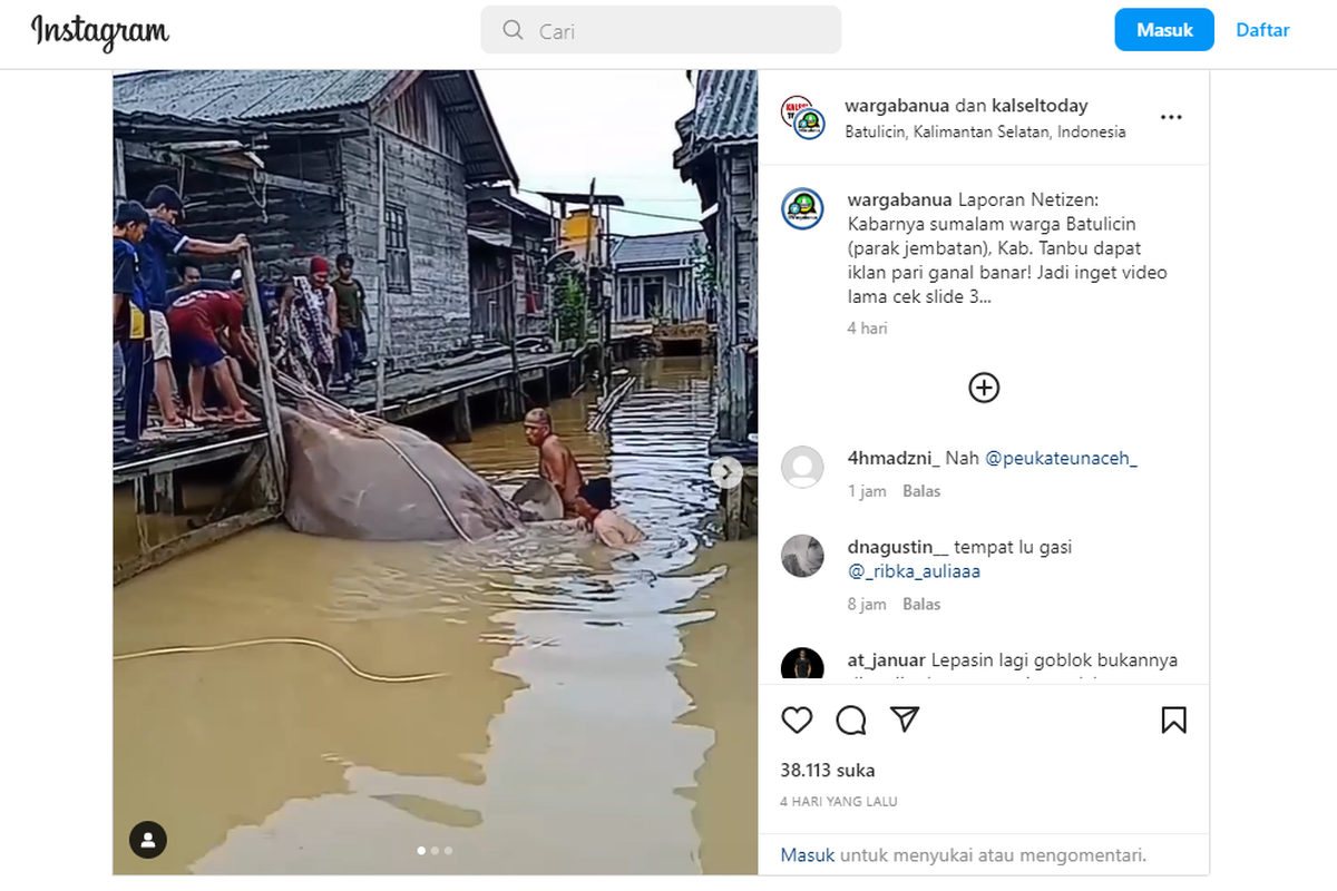 Viral, Video Ikan Pari Raksasa Ditangkap di Kalsel, Pakar: Ikan ...