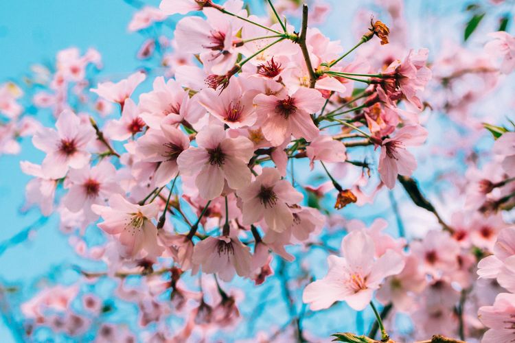 6 Fakta Unik Bunga Sakura yang Tidak Dapat Mekar Lama