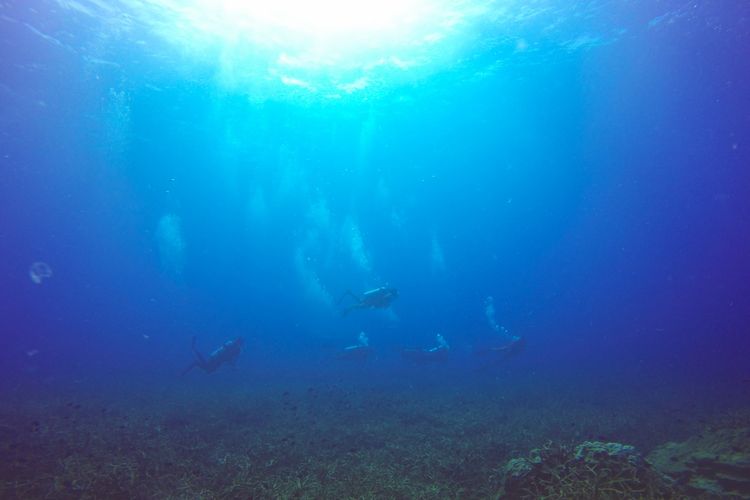 Marine Darkwave, Fenomena Dasar Laut Gelap Total yang Ancam Ekosistem