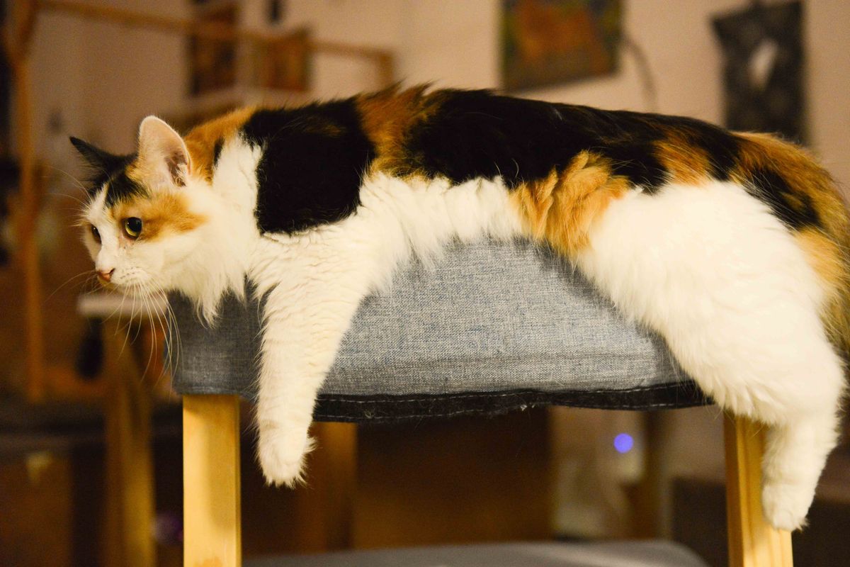 5 Mitos tentang Kucing Belang Tiga, Dianggap sebagai Penghasil Uang