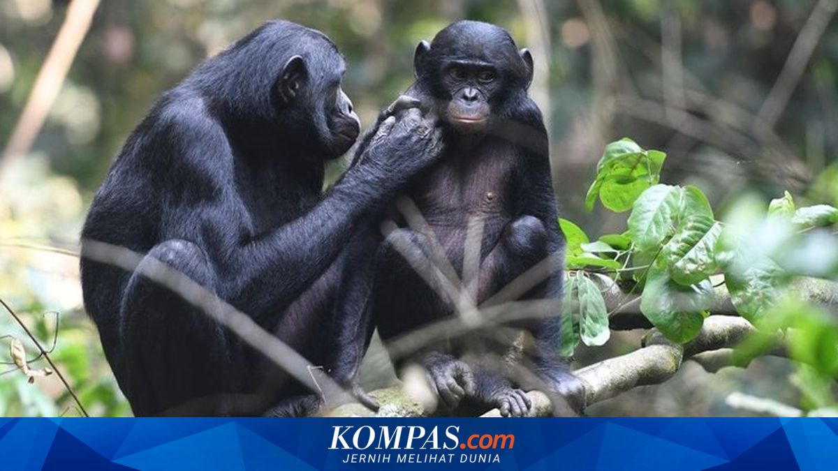 Seks Sesama Jenis pada Primata Ternyata Punya Fungsi Evolusioner