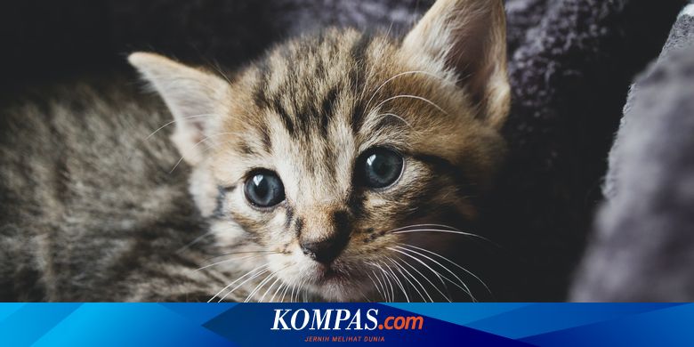 7 Hal yang Menyebabkan Masalah Pencernaan pada Kucing