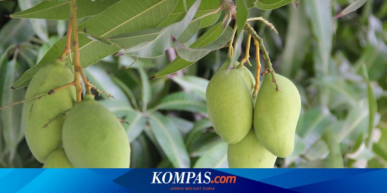 3 Cara Matangkan Mangga dengan Cepat, Simpel Dilakukan di Rumah